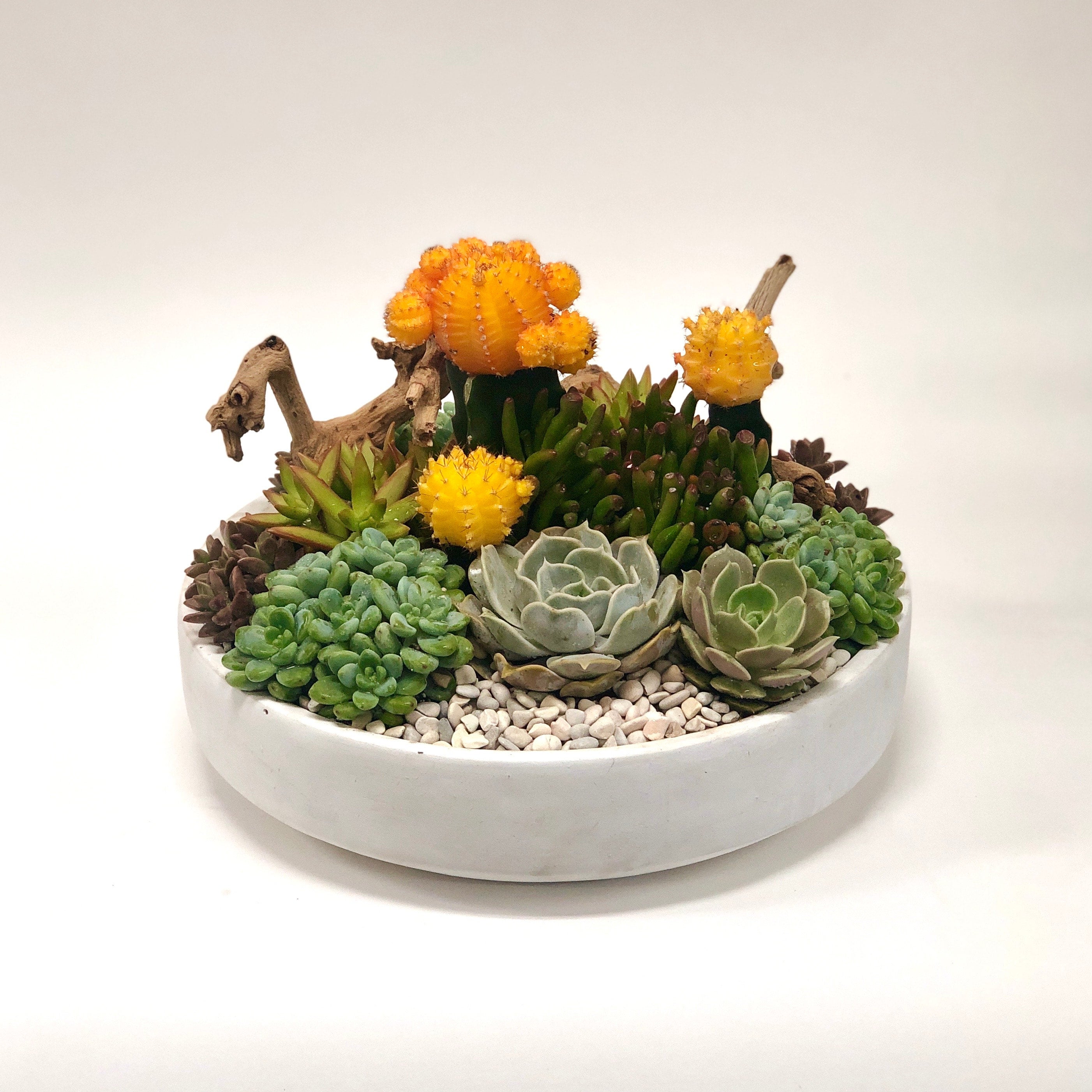 Bright Succulent Arrangement With Driftwood Piece In White Ceramic Bowl ...