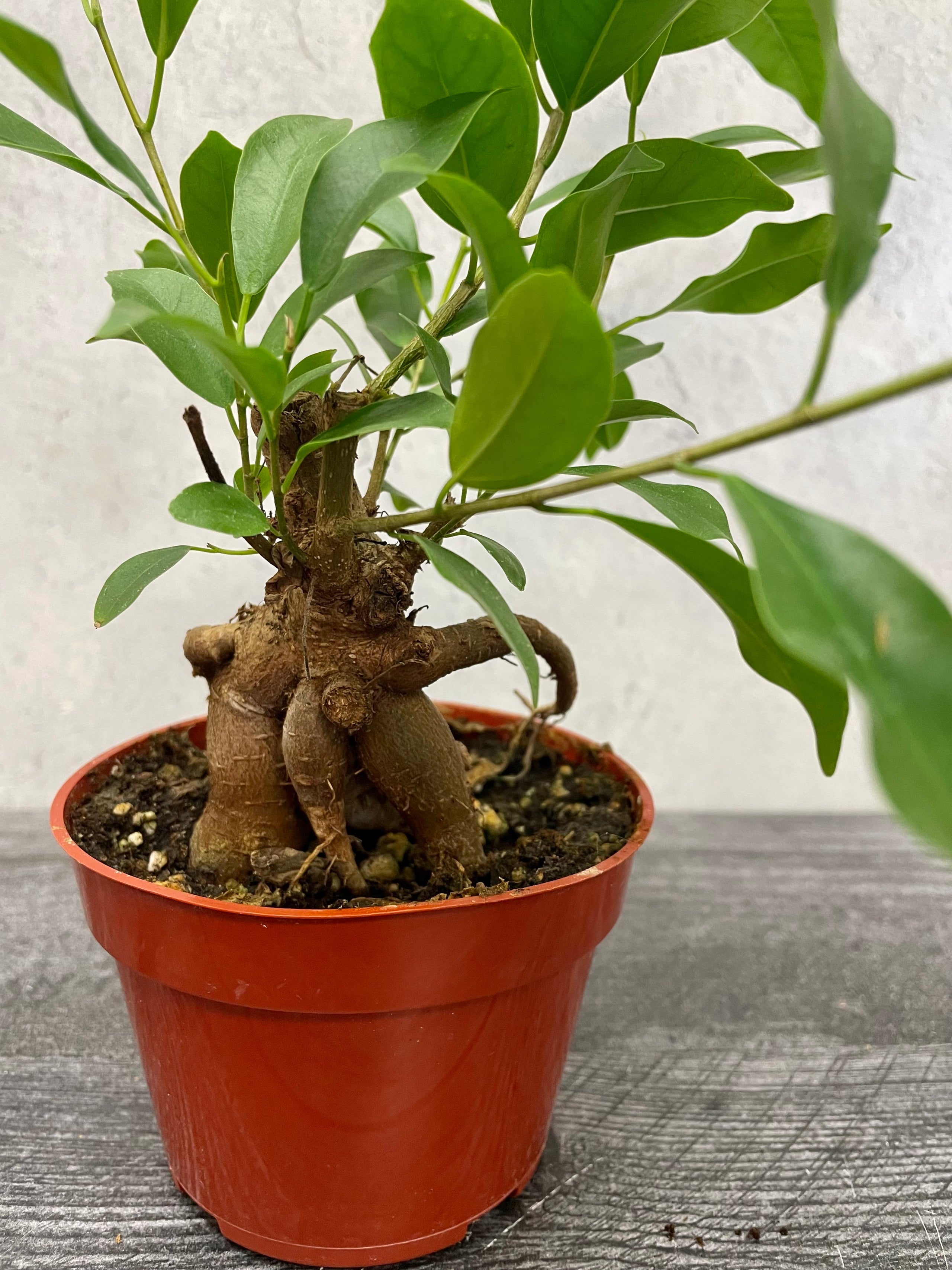 Ginseng Ficus | The Juicy Leaf